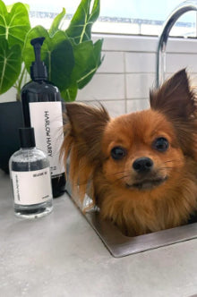 HARLOW HARRY | Dog Shampoo, Pet Grooming Products, Vegan Scents