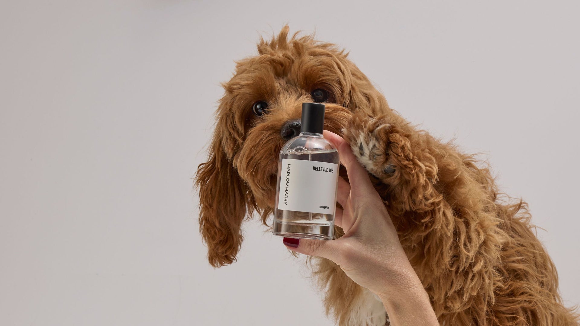 Dog Perfume | Sophisticated Scents For Bougie Dogs – HARLOW HARRY