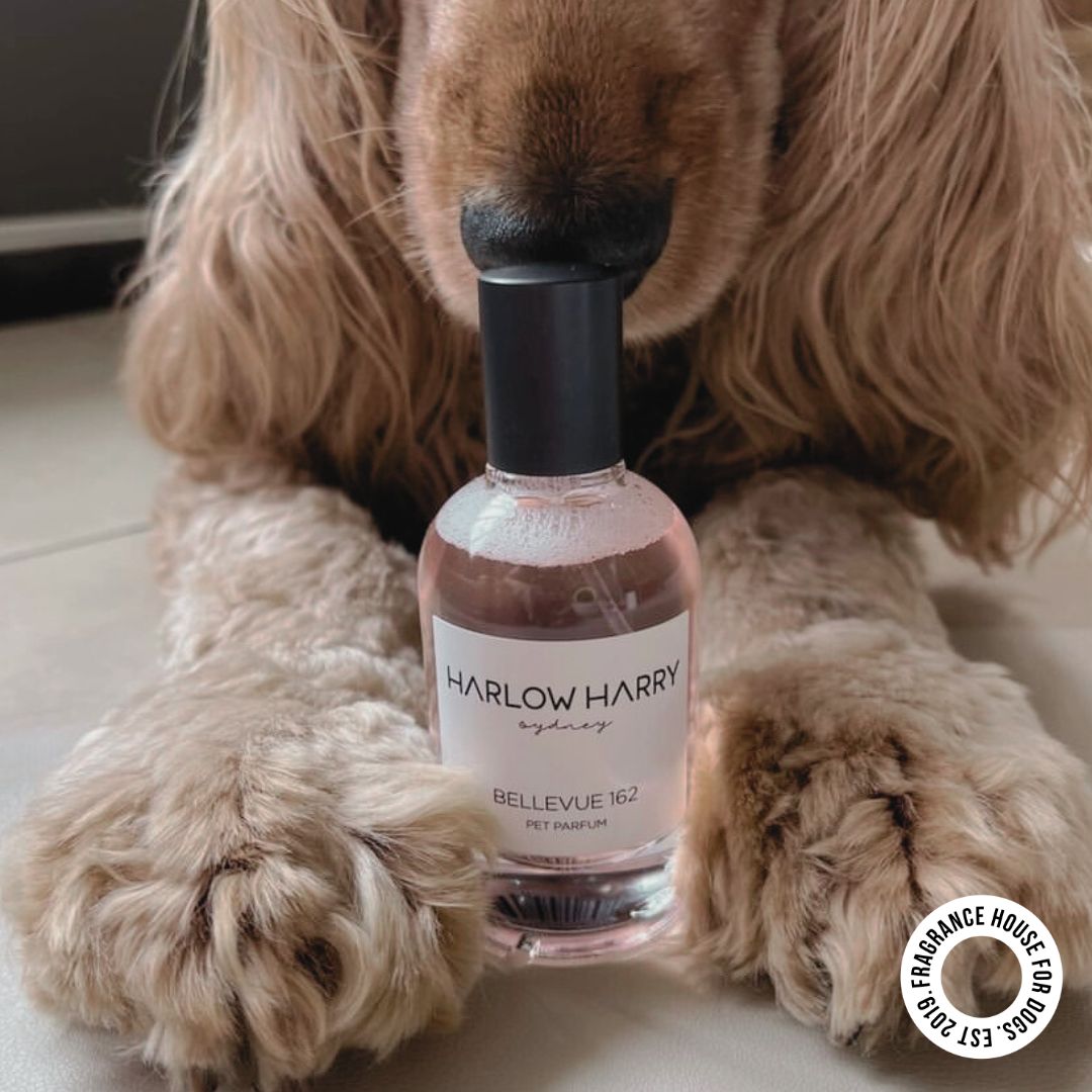 Dog Perfume | Bellevue 162 – HARLOW HARRY