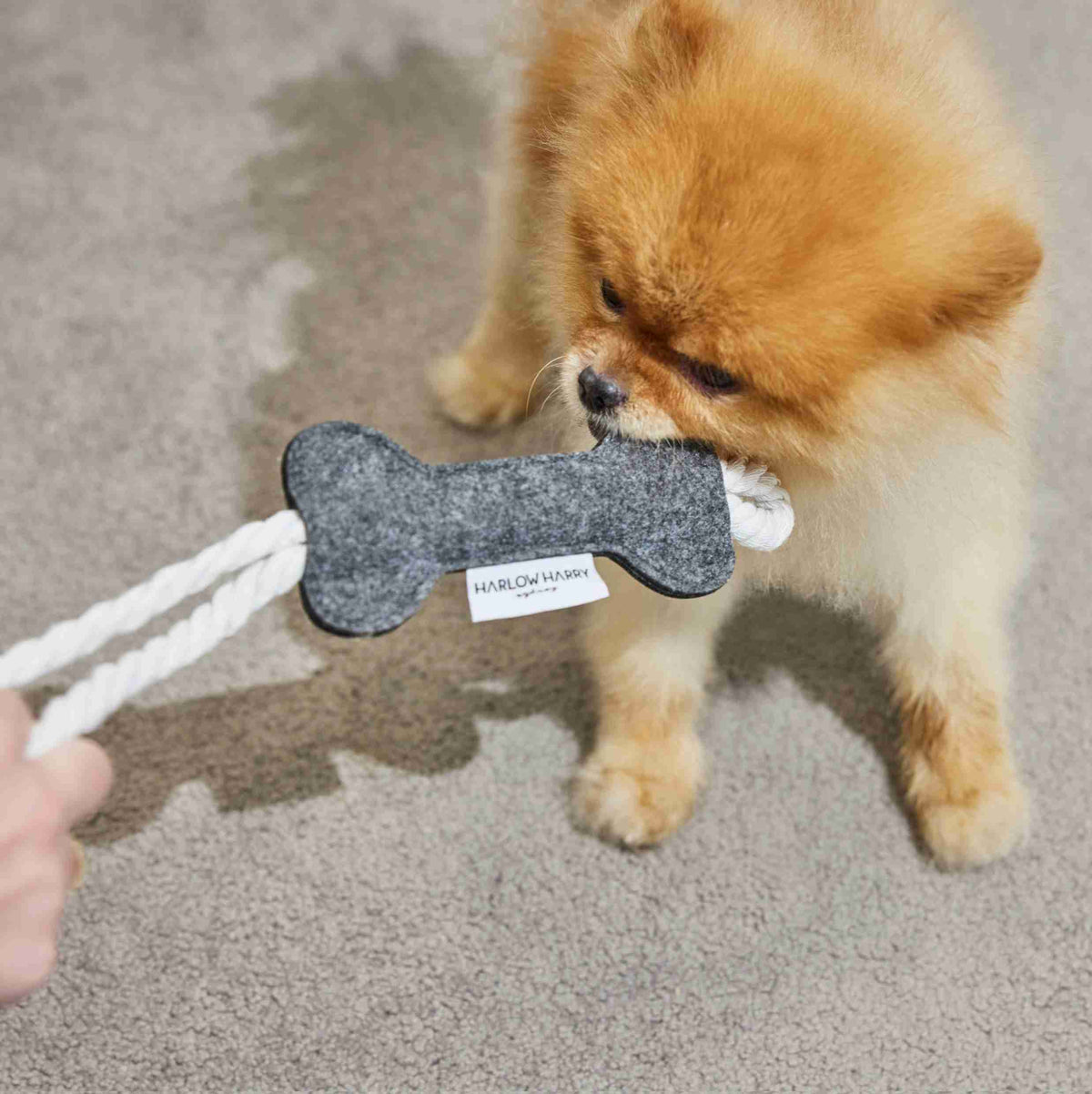 HARLOW HARRY Felt Dog Bone Toy With Rope | HARLOW HARRY