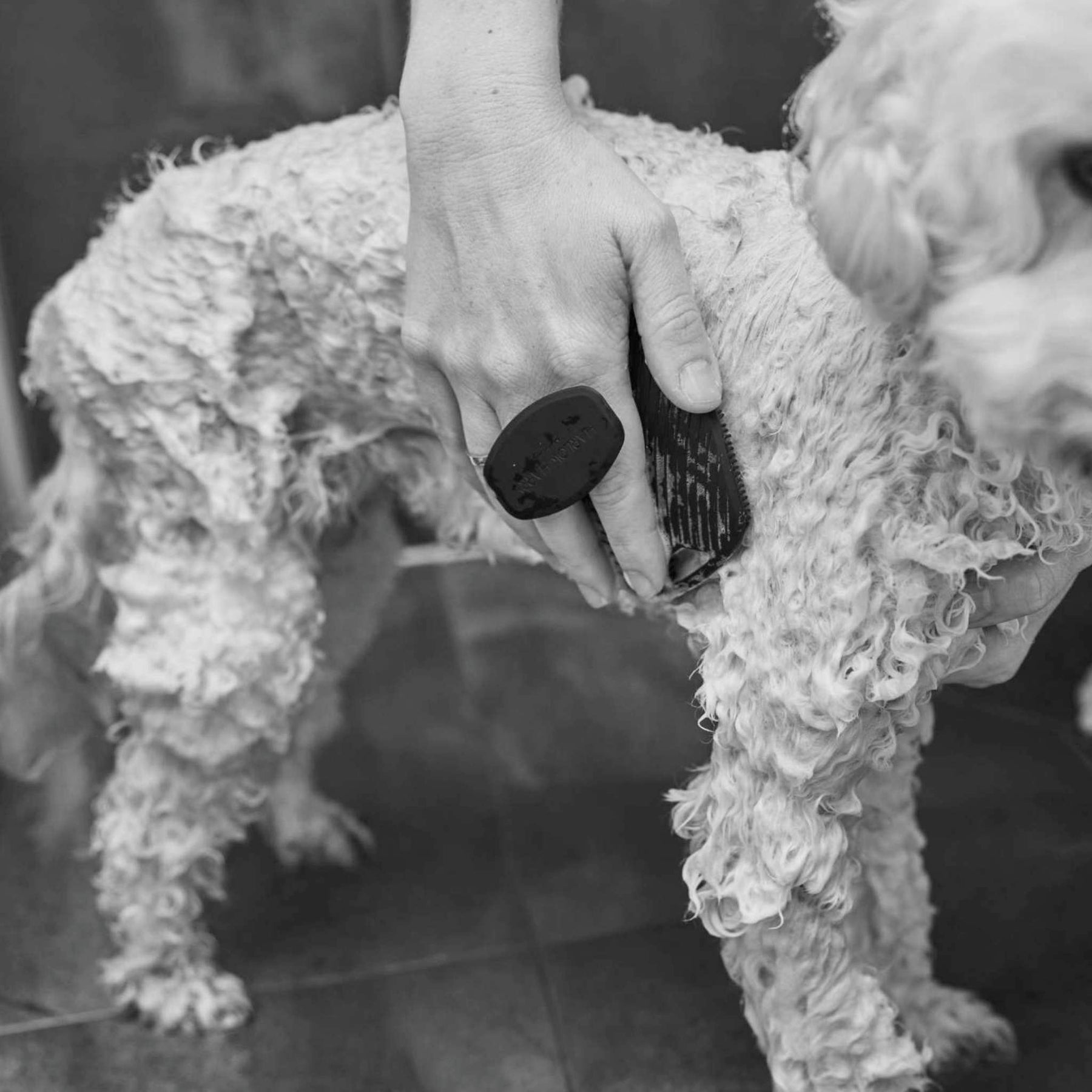 HARLOW HARRY Luxe Lather Bathing Brush