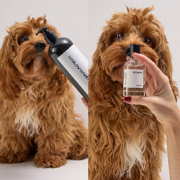 Dog Perfume | Sophisticated Scents For Bougie Dogs – HARLOW HARRY