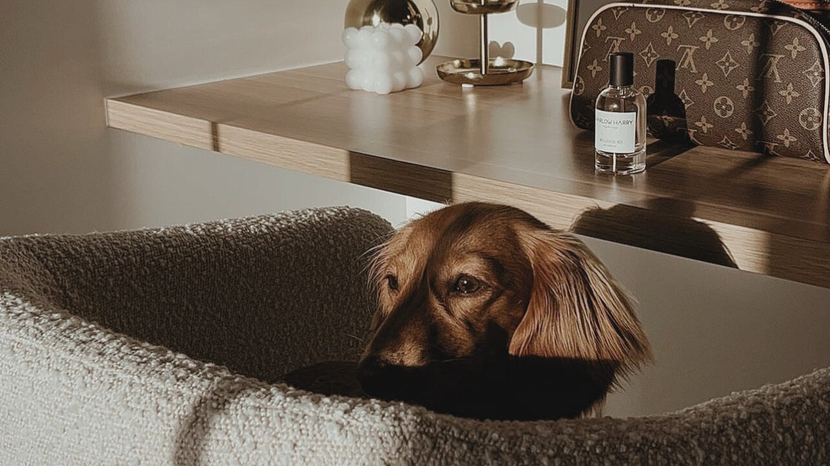 HARLOW HARRY | Dog Shampoo, Pet Grooming Products, Vegan Scents