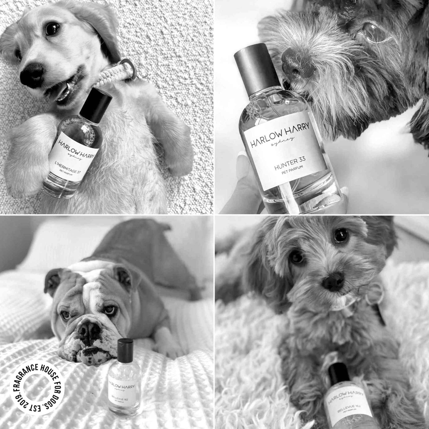 Dog Perfume | Bellevue 162 – HARLOW HARRY