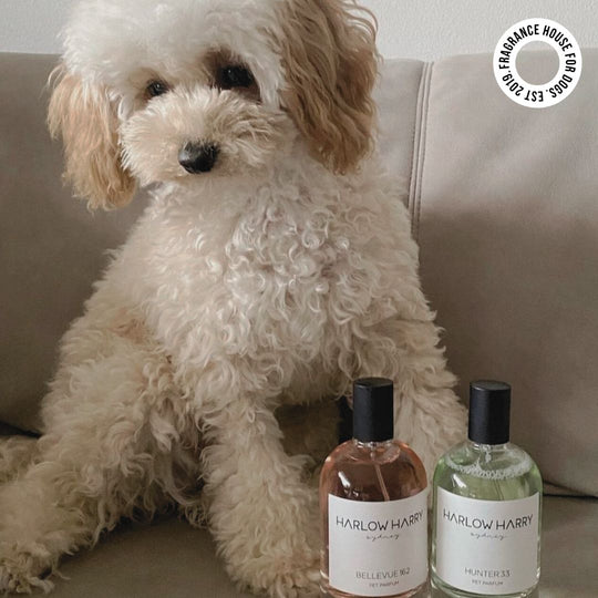 Dog Perfume | Sophisticated Scents For Bougie Dogs – HARLOW HARRY